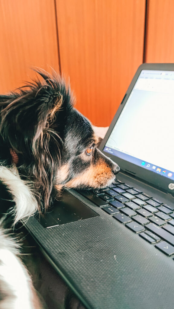 melci: impressões do segundo semestre - sofia costa lima