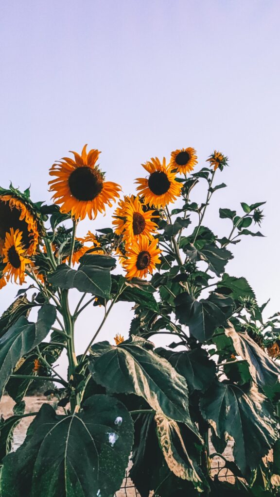 de agosto - sofia costa lima