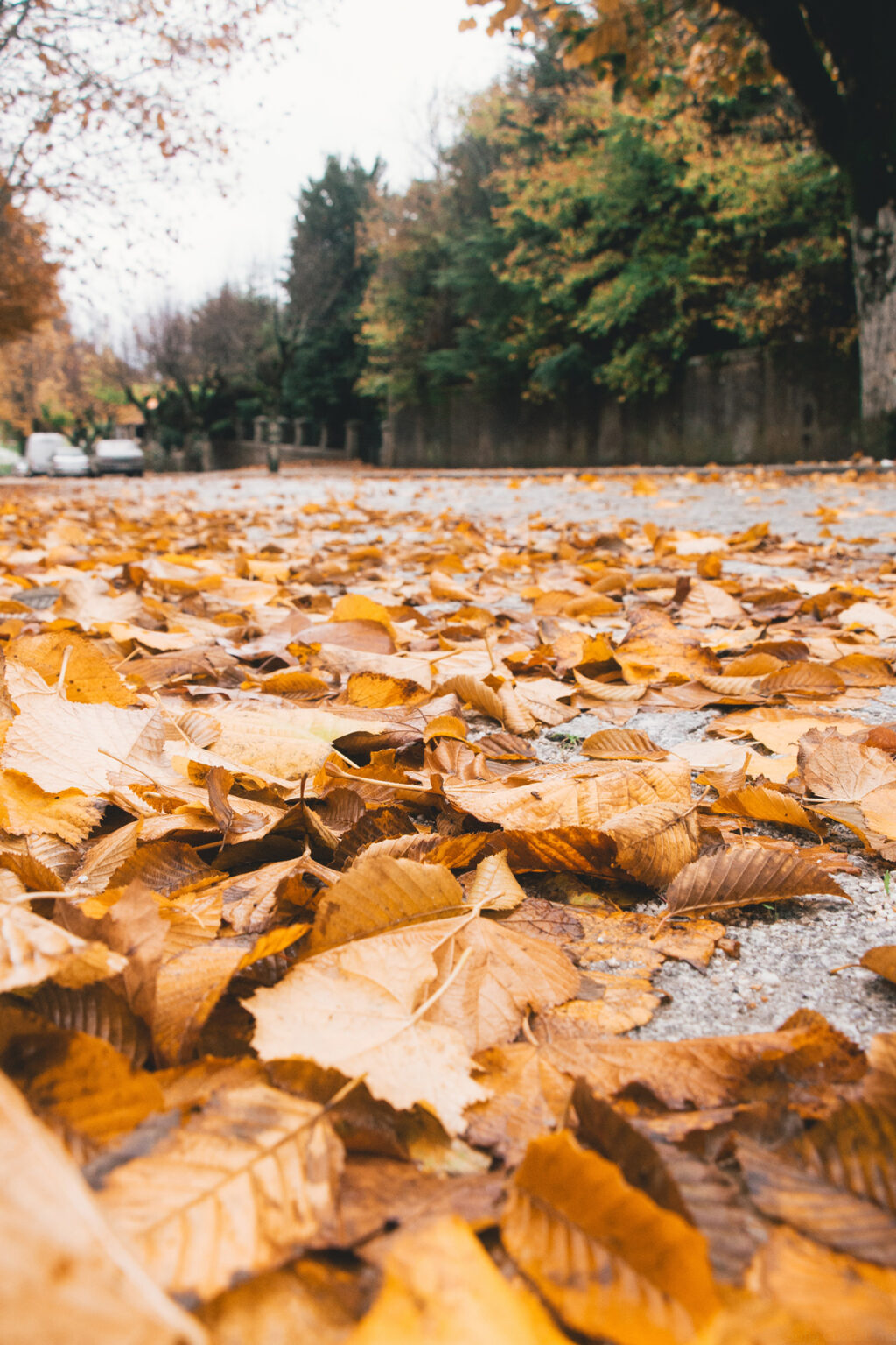 it's sad girl autumn season - sofia costa lima